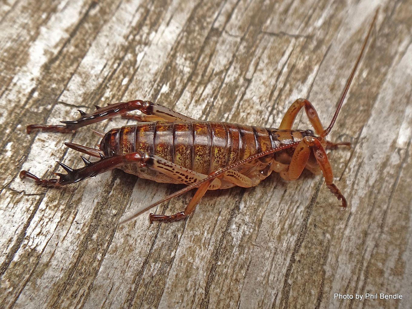 Phil Bendle Collection:Weta (Tree) Auckland (Hemideina thoracica ...