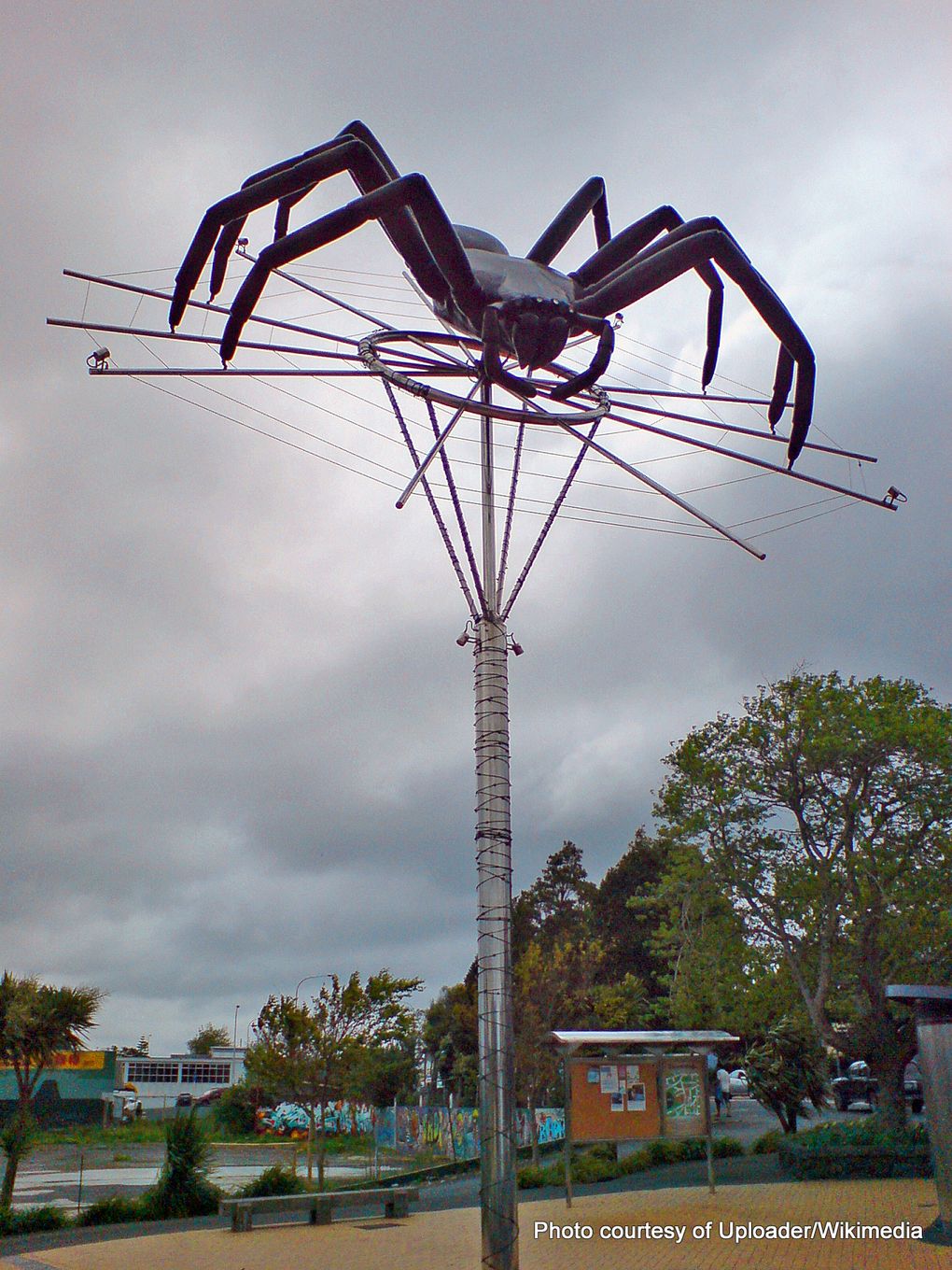 Phil Bendle Collection:Avondale spider (Delena cancerides) Huntsman ...
