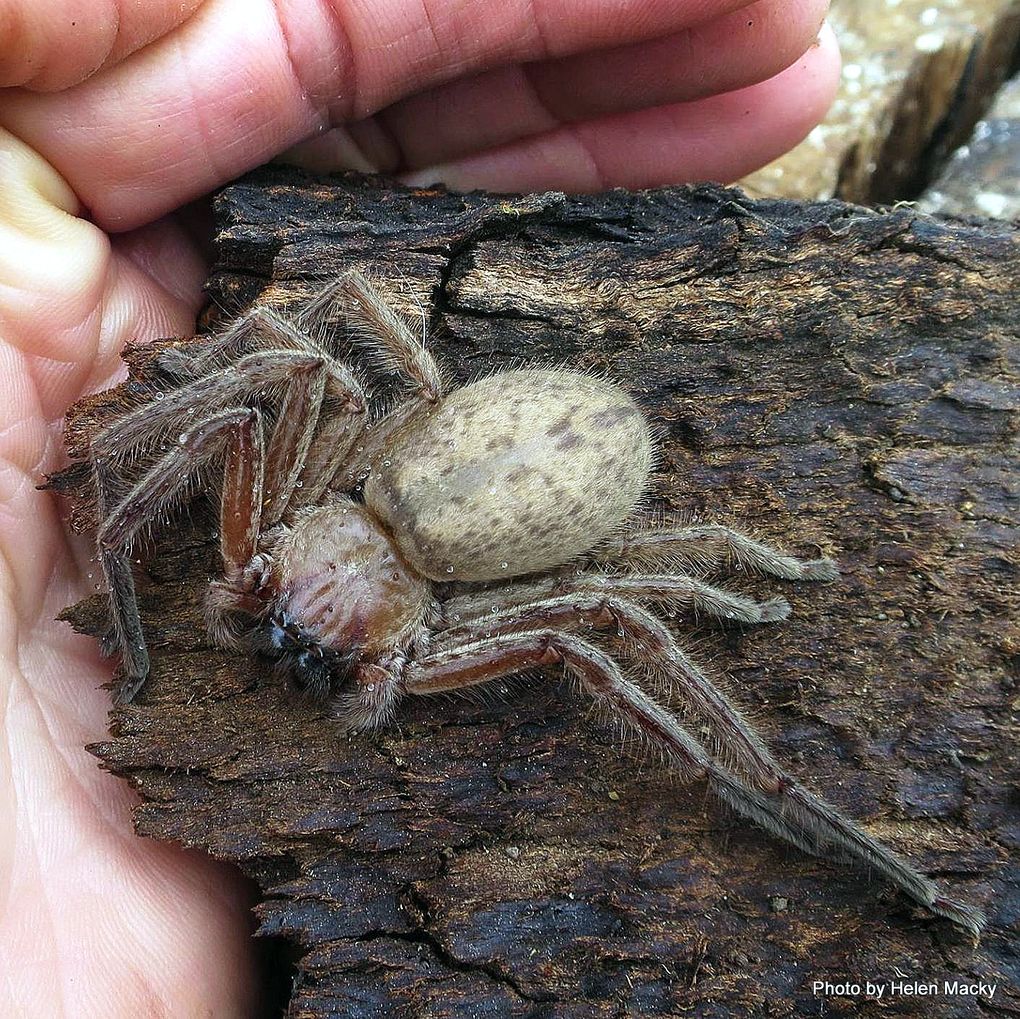 Phil Bendle Collection:Avondale spider (Delena cancerides) Huntsman ...