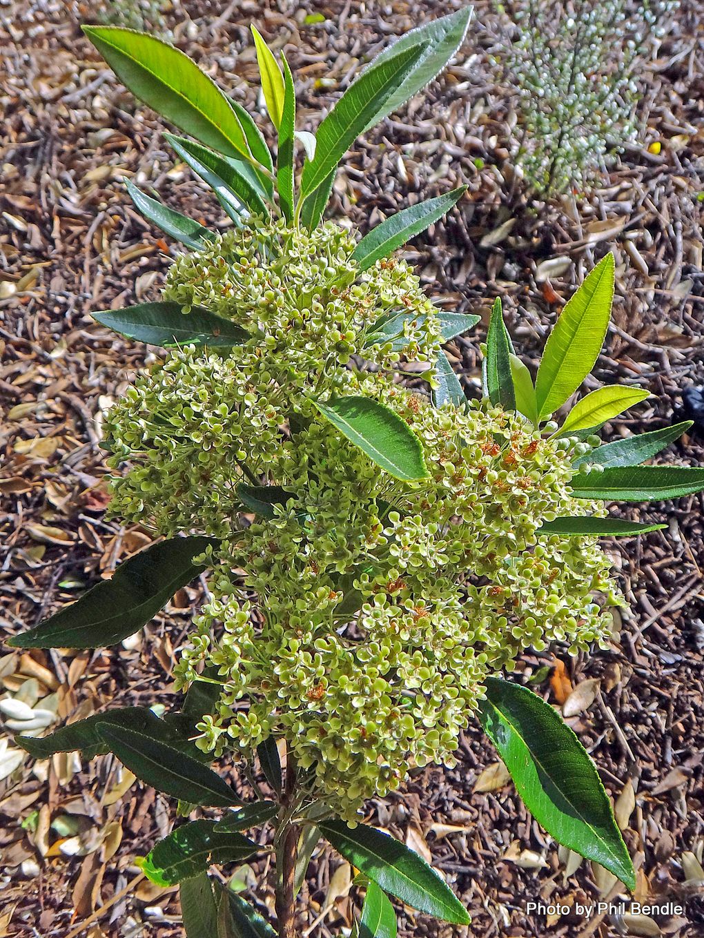 Phil Bendle Collection:Backhousia citriodora (Lemon myrtle) - CitSciHub