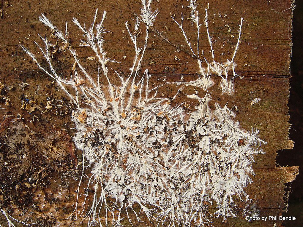 Phil Bendle Collection:Rhizomophs (Fungi hyphae) - CitSciHub
