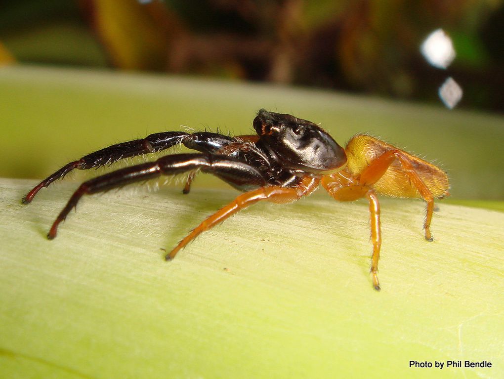 Phil Bendle Collection:Jumping spider (Trite planiceps) Black Headed ...