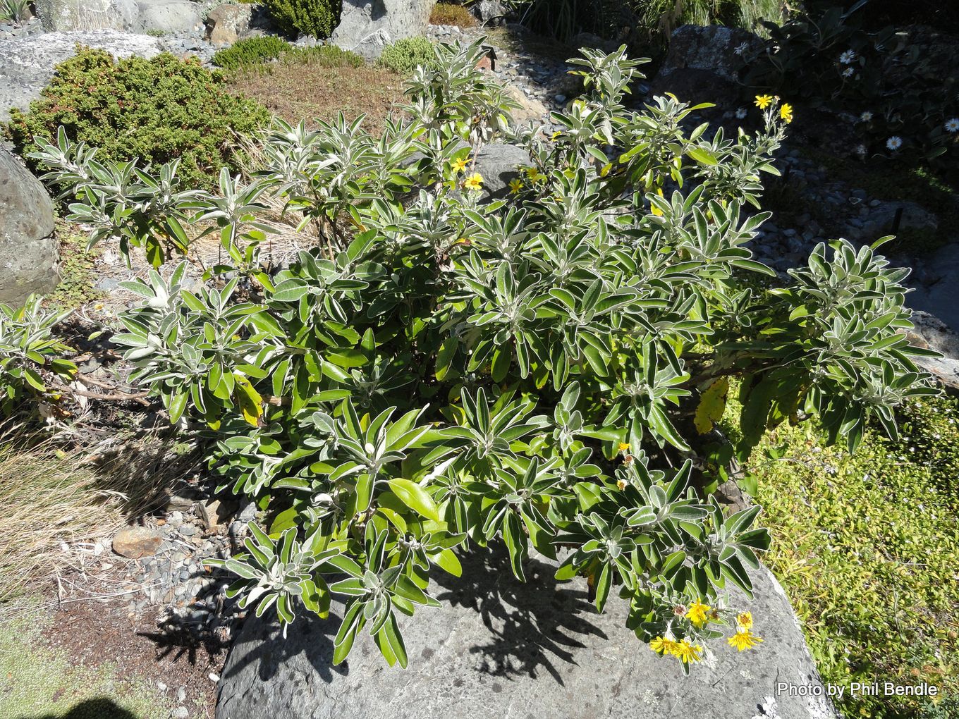Phil Bendle Collection:Brachyglottis laxifolia (Nelson Mountain ...