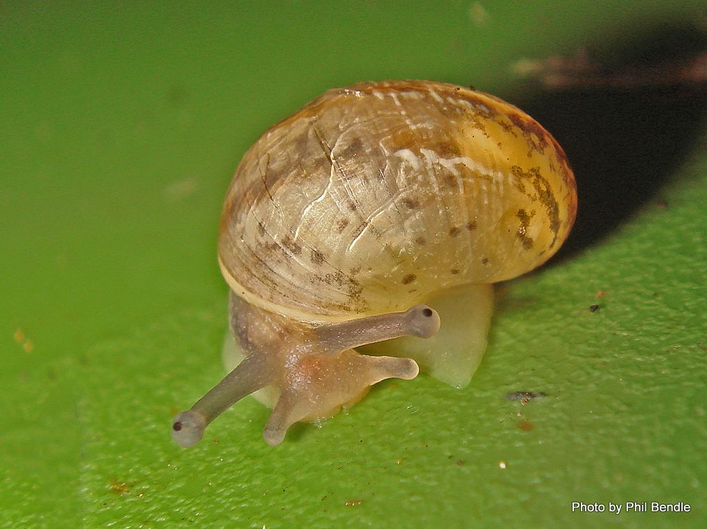 Phil Bendle Collection:Snail (Common Garden) Cornu aspersum - CitSciHub
