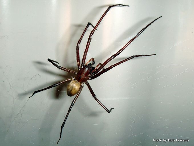 Phil Bendle Collection:Sheetweb spider (Cambridgea foliata) - CitSciHub