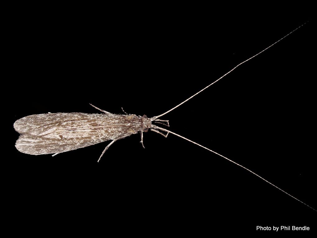 Caddisfly Family