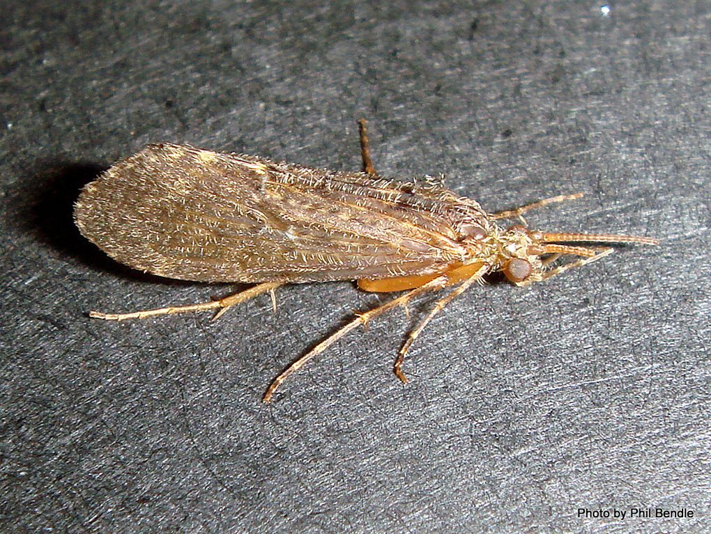 Phil Bendle Collection:Caddisfly (Sedge-flies) Order Trichoptera ...