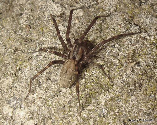 Category:Spiders - CitSciHub