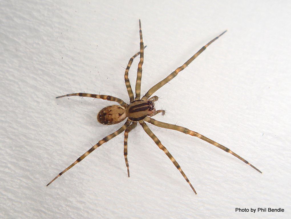 Phil Bendle Collection:Sheetweb Spider (Cambridgea fasciata) - CitSciHub