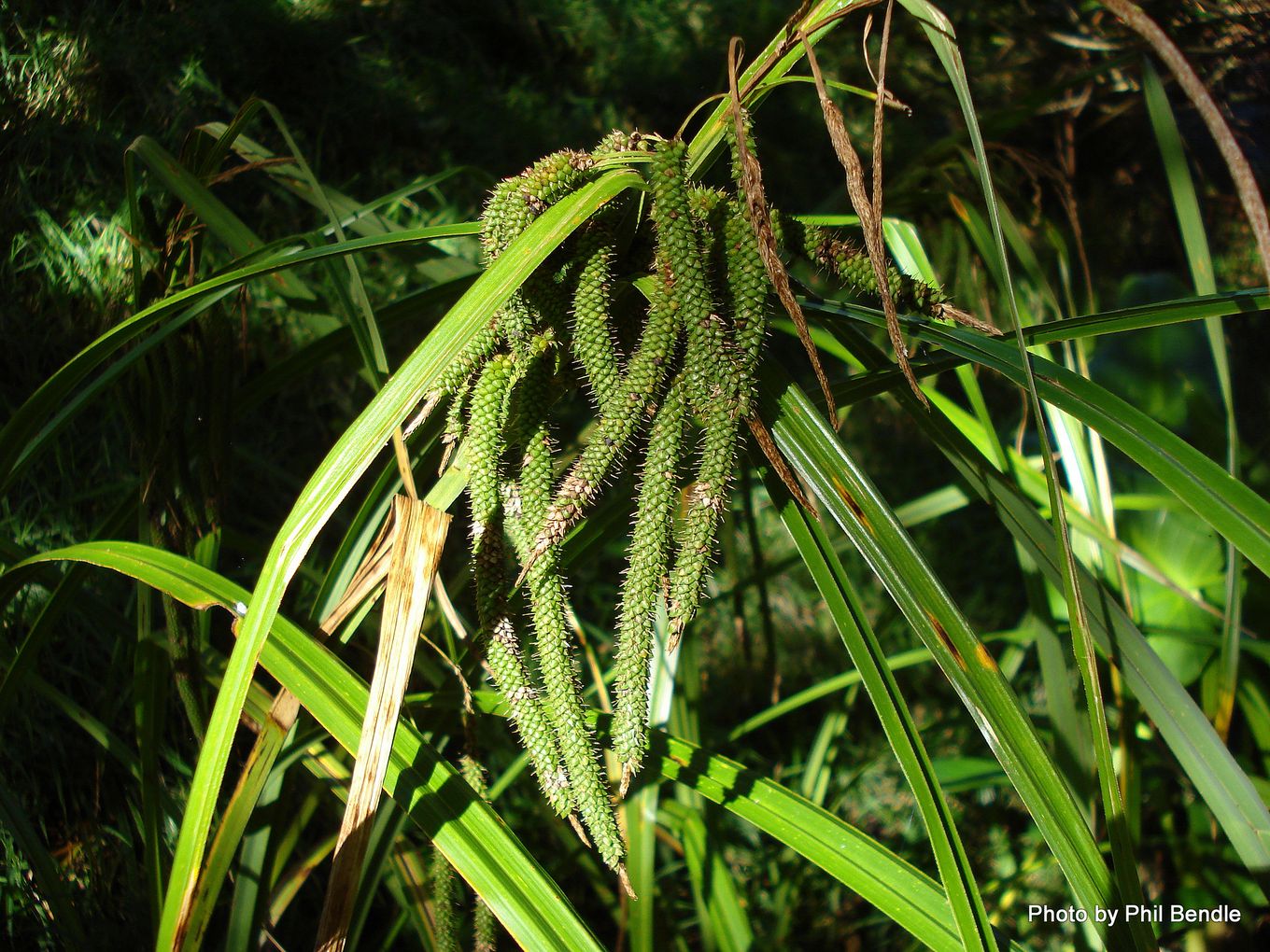 Phil Bendle Collection:Carex lessoniana (Spreading swamp sedge) Native ...
