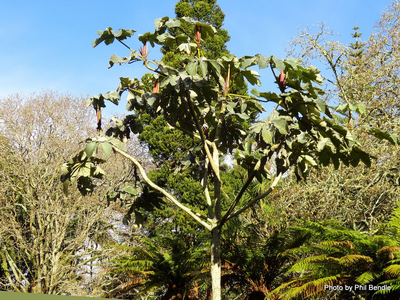 Phil Bendle Collection:Cecropia (Genus ) - CitSciHub