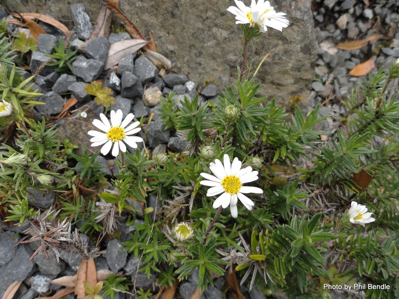Phil Bendle Collection:Celmisia lateralis (Shrub Daisy) - CitSciHub