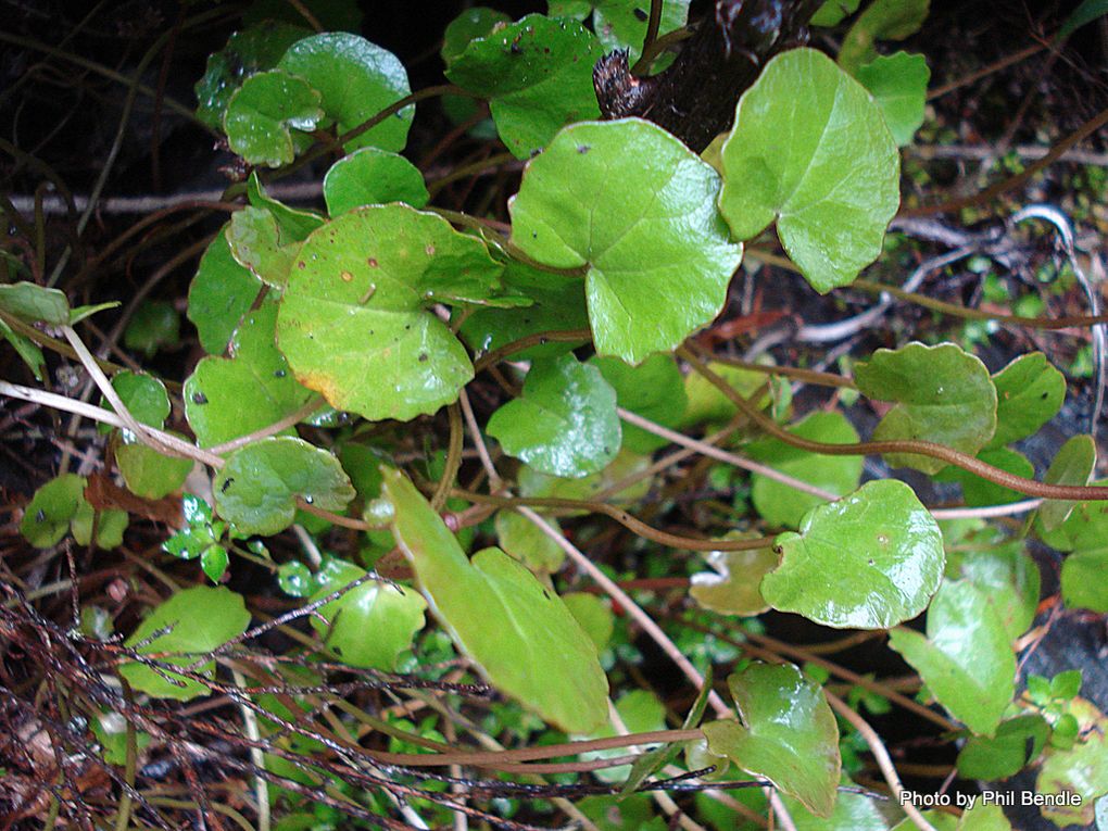 Phil Bendle Collection:Centella uniflora (Centella) - CitSciHub