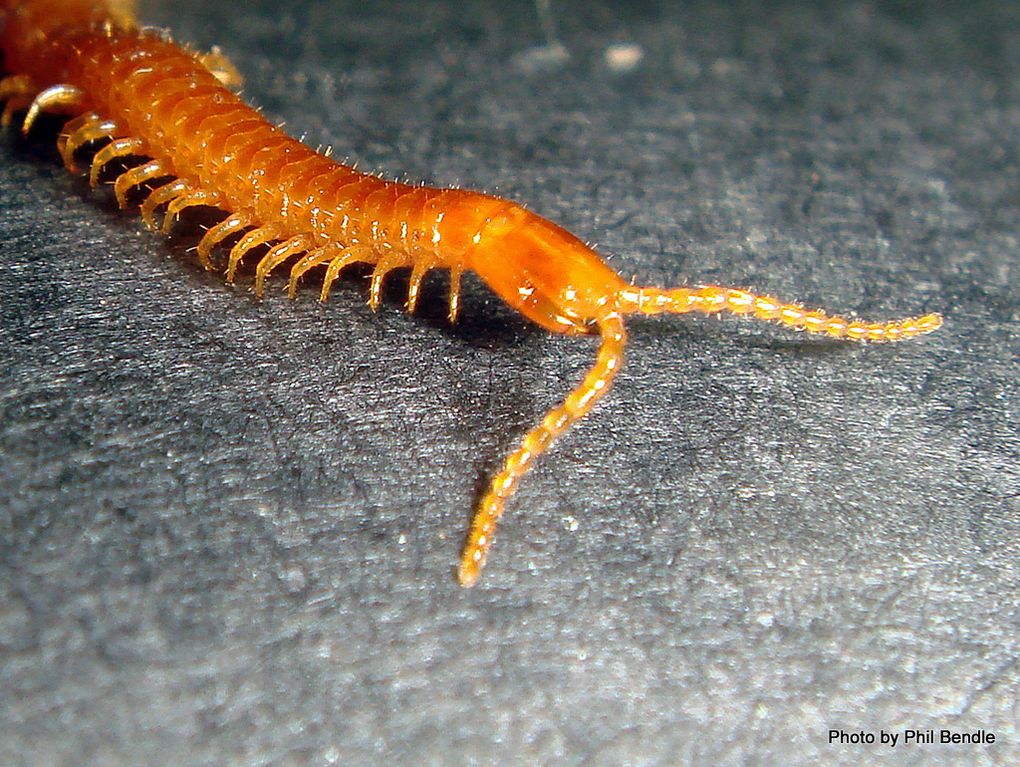 Phil Bendle Collection:Centipede (Soil) Geophilus spp - CitSciHub