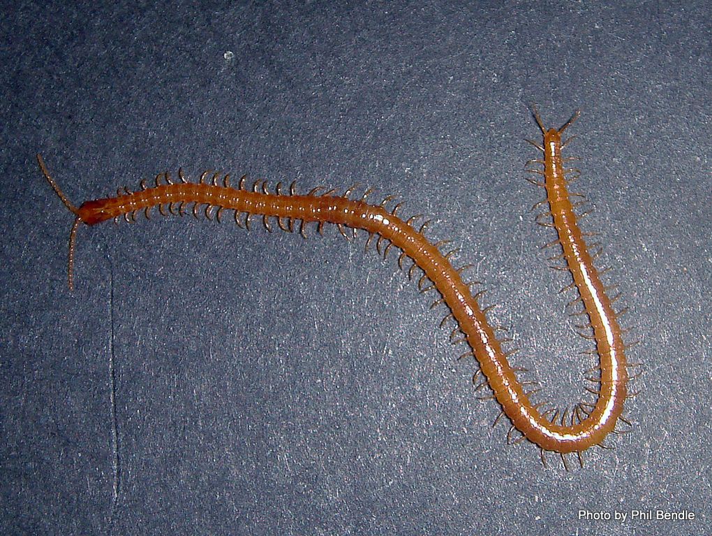 Phil Bendle Collection:Centipede (Soil) Geophilus spp - CitSciHub