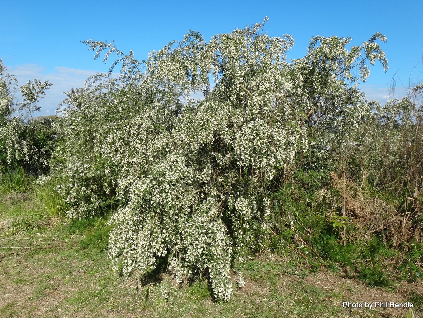 Phil Bendle Collection:Cytisus proliferus (Tree Lucerne) - CitSciHub