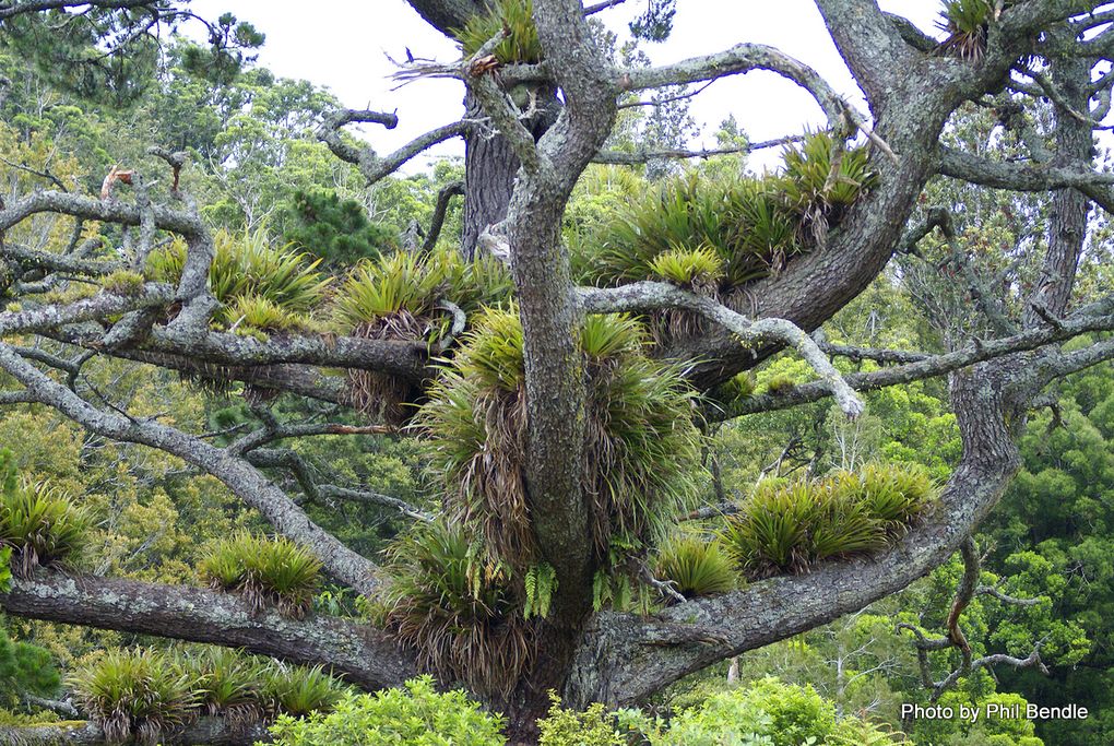 Phil Bendle Collection:Astelia hastata (Perching lily) - CitSciHub