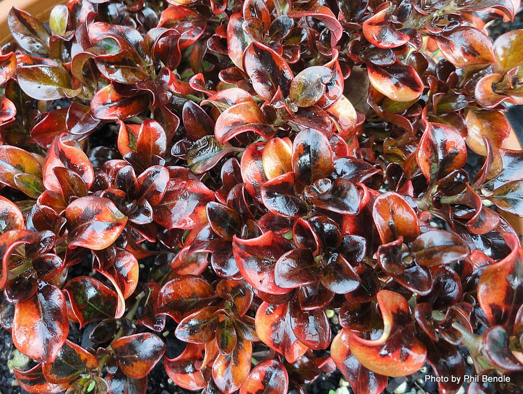 Phil Bendle Collection:Trees (New Zealand Native) Coprosma hybrids ...