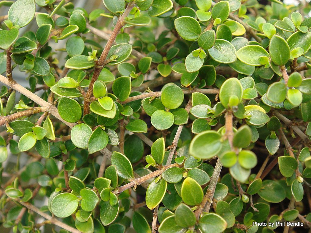 Phil Bendle Collection:Trees (New Zealand Native) Coprosma hybrids ...