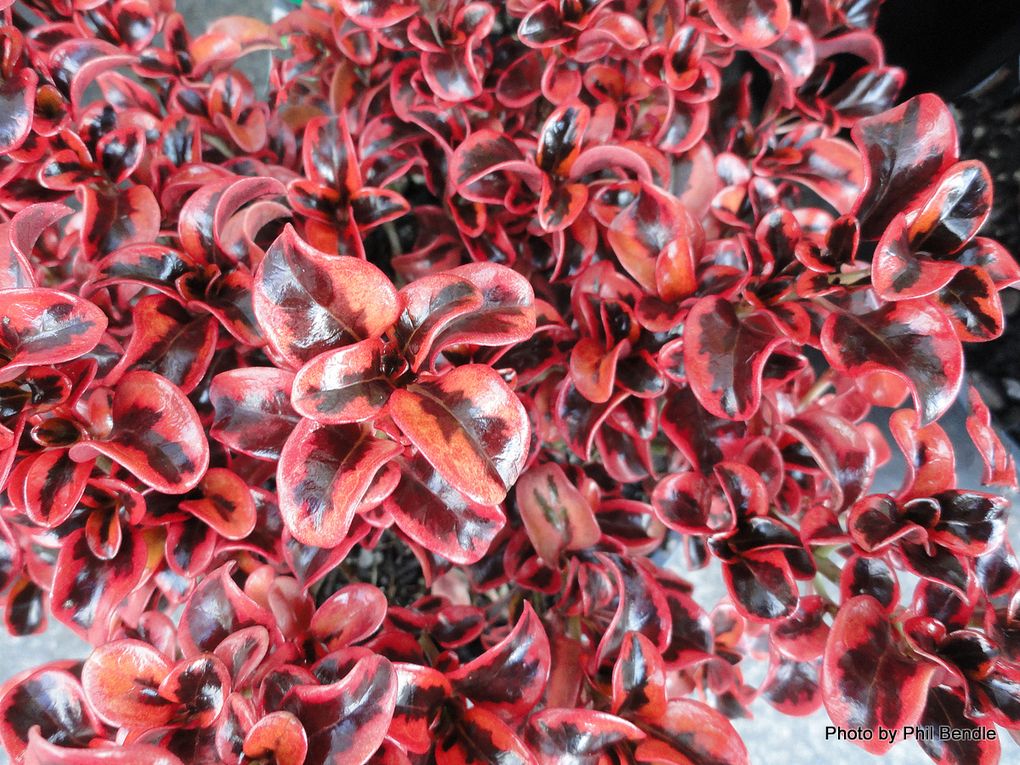 Phil Bendle Collection:Trees (New Zealand Native) Coprosma hybrids ...