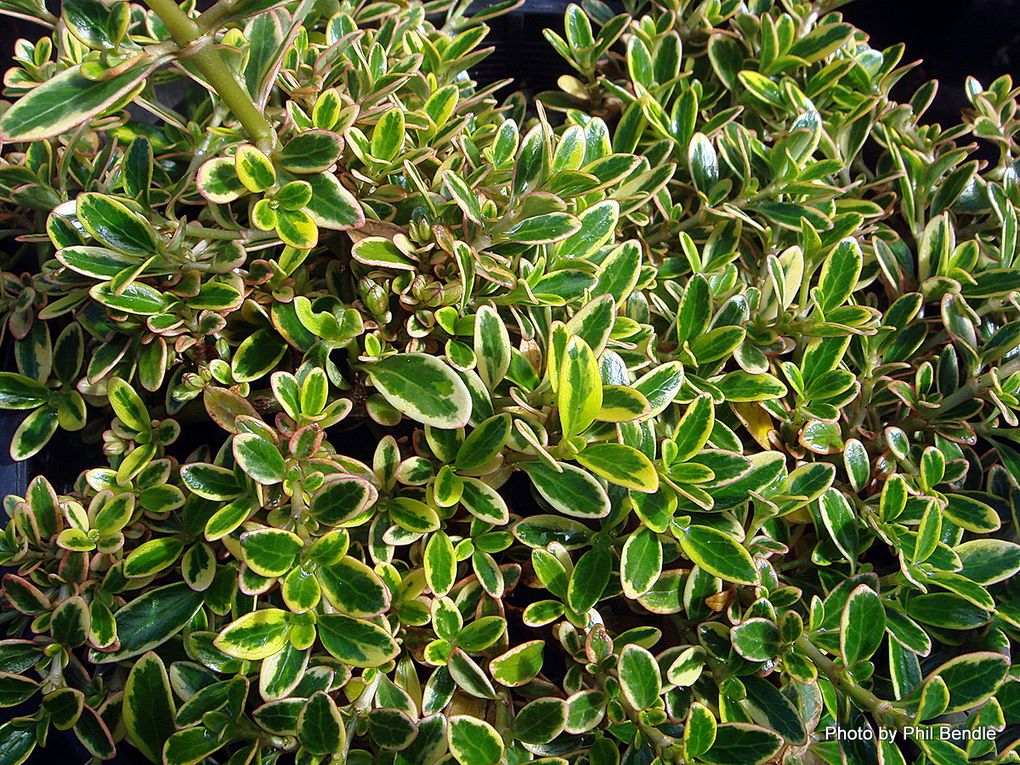 Phil Bendle Collection:Trees (New Zealand Native) Coprosma hybrids ...