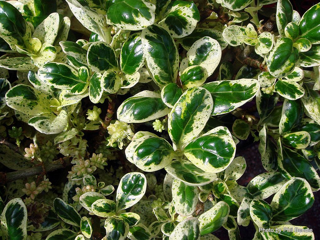 Phil Bendle Collection:Trees (New Zealand Native) Coprosma hybrids ...