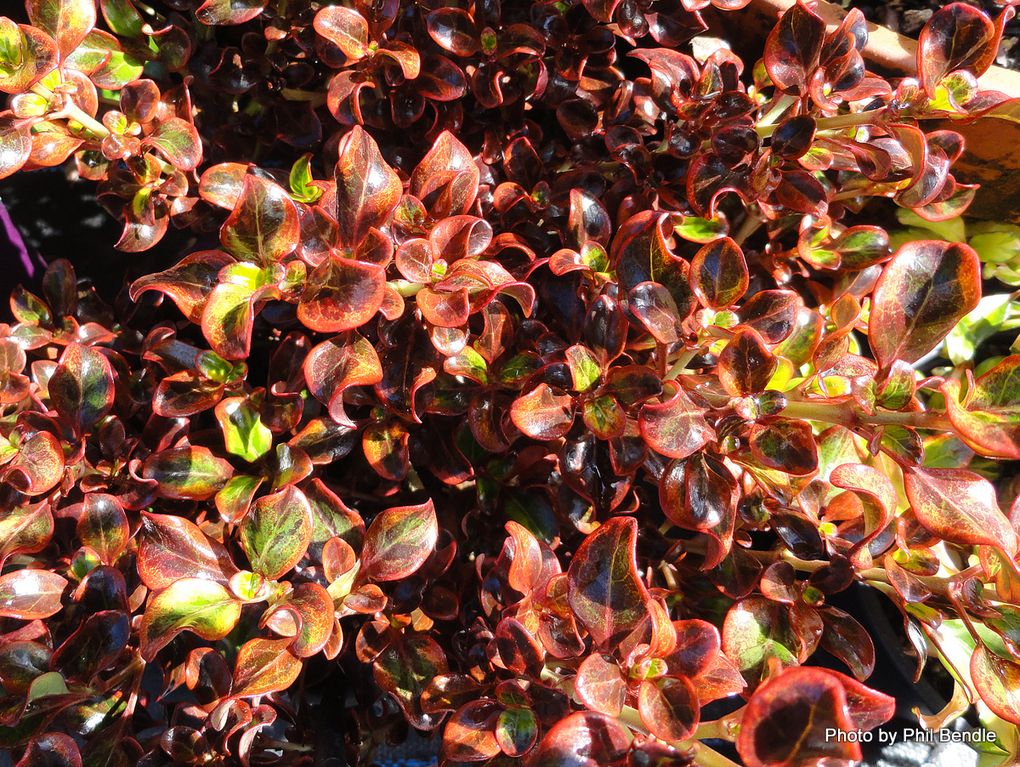 Phil Bendle Collection:Trees (New Zealand Native) Coprosma hybrids ...