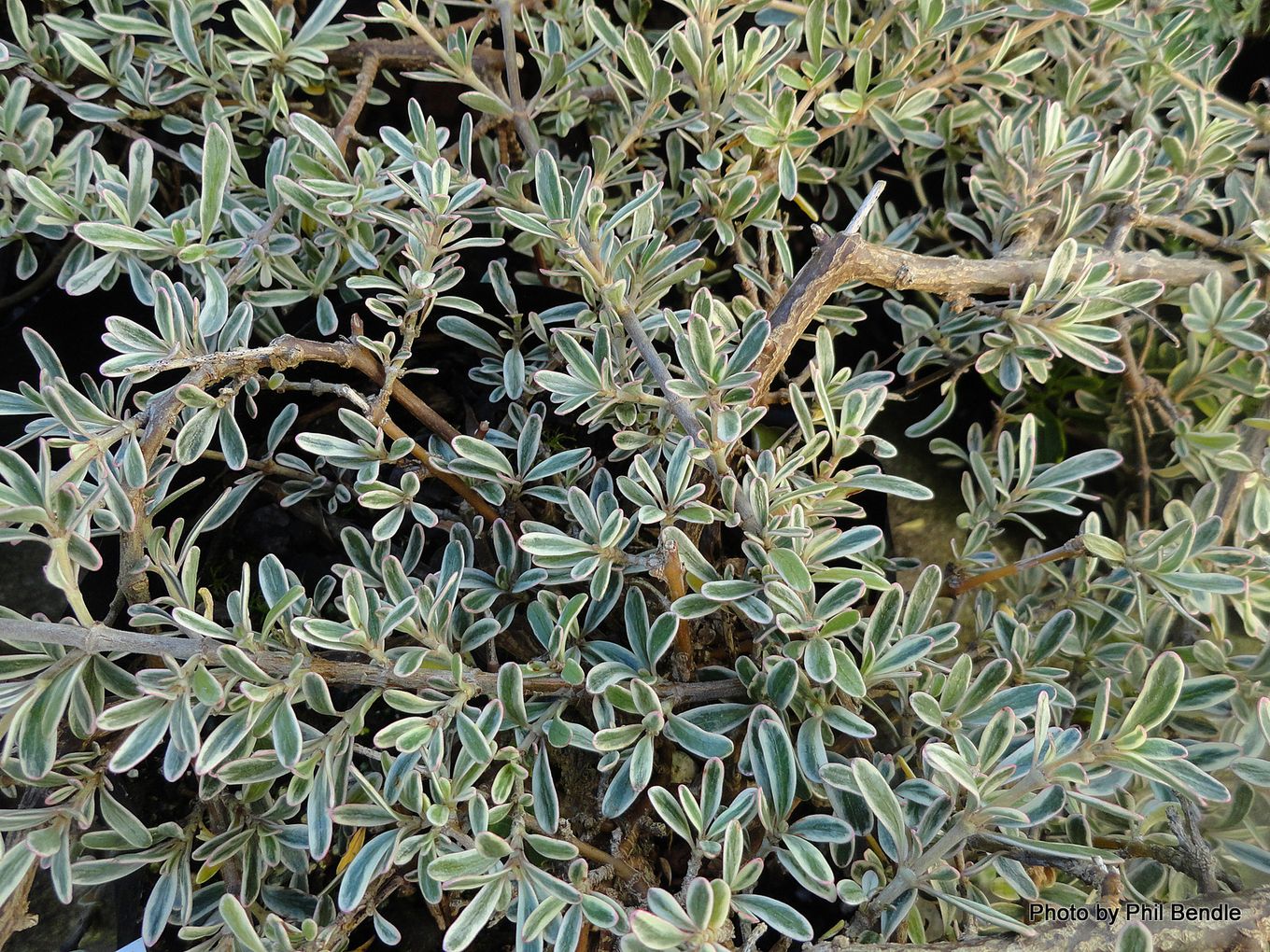 Phil Bendle Collection:Trees (New Zealand Native) Coprosma hybrids ...