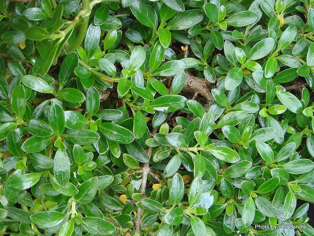 Phil Bendle Collection:Trees (New Zealand Native) Coprosma hybrids ...