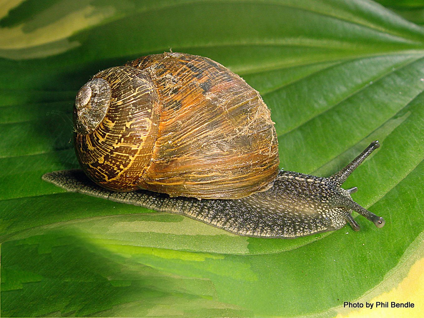 Phil Bendle Collection:Snail (Common Garden) Cornu aspersum - CitSciHub