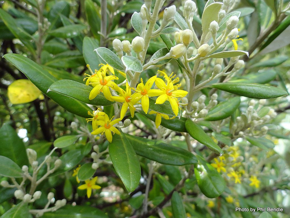 Phil Bendle Collection:Corokia macrocarpa (Chatham Is Korokio) - CitSciHub