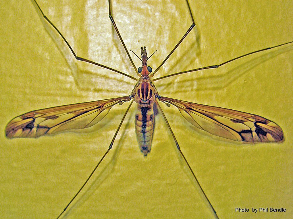 Phil Bendle Collection:Cranefly (Leptotarsus species) - CitSciHub