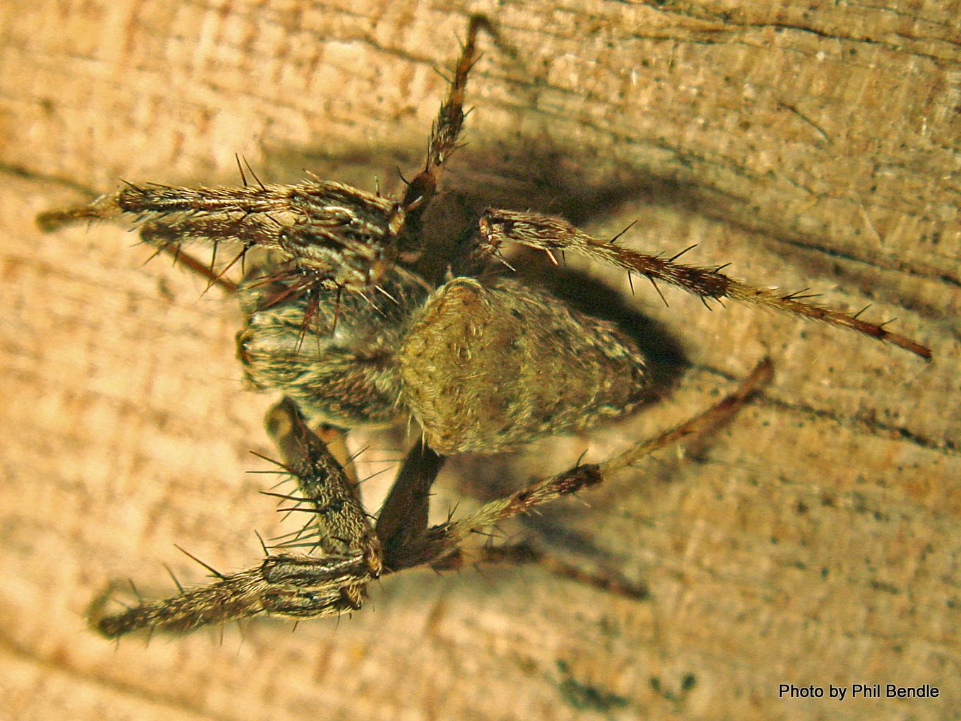 Phil Bendle Collection:Orbweb spider (Cryptic) Unidentified spider ...