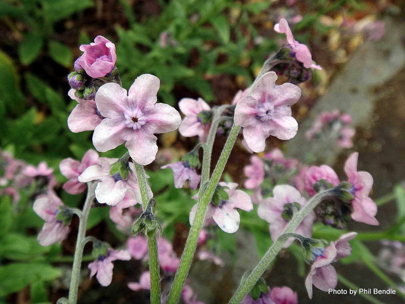 Phil Bendle Collection:Cynoglossum amabile (Chinese forget-me-not ...