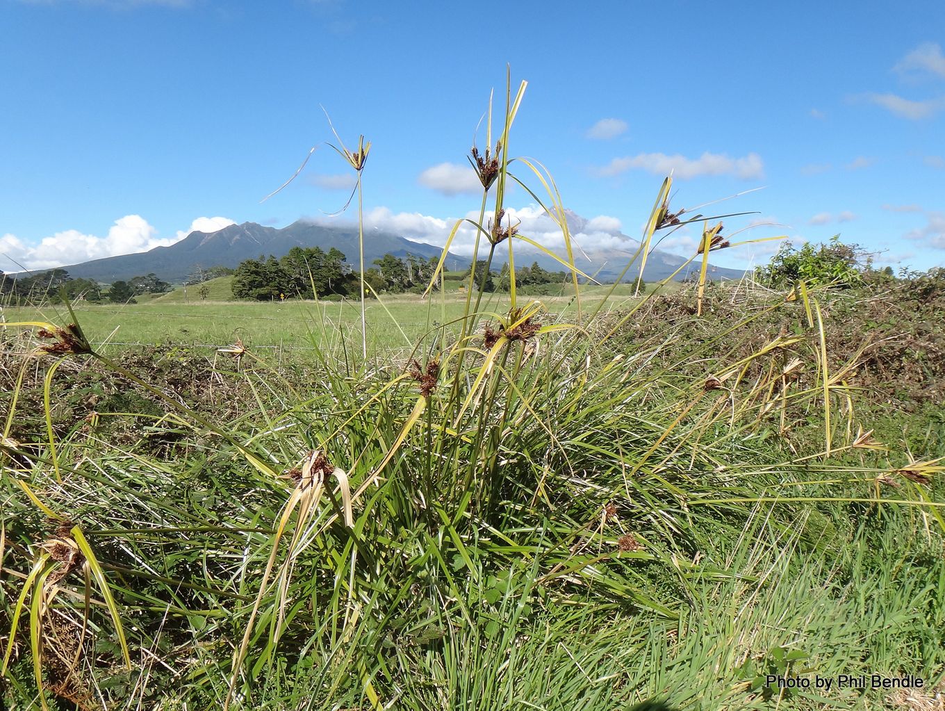 Phil Bendle Collection:Cyperus ustulatus (Giant umbrella sedge) Native ...