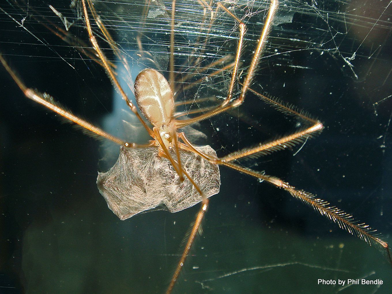 Phil Bendle Collection:Cellar spider (Pholcus phalangioides) - CitSciHub