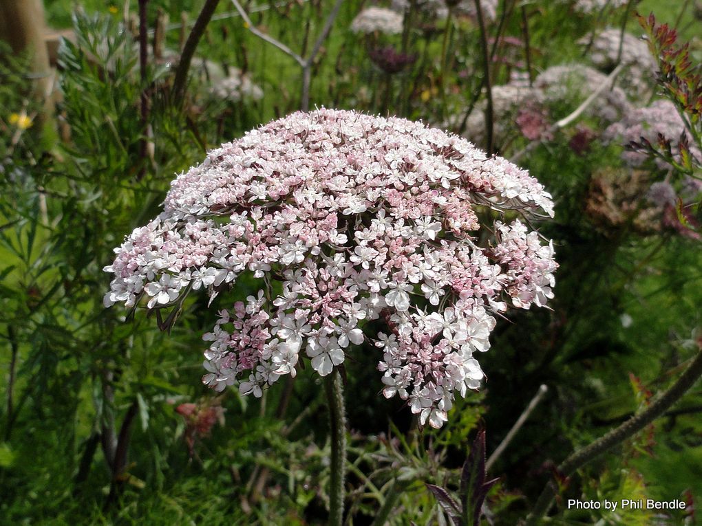 Phil Bendle Collection:Daucus carota (Wild Carrot) - CitSciHub