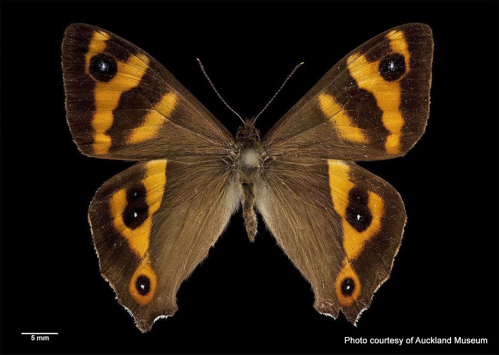 Phil Bendle Collection:Forest ringlet butterfly (Dodonidia helmsii ...