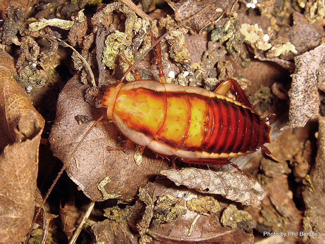 Phil Bendle Collection:Cockroach (Golden) Drymaplaneta heydeniana ...