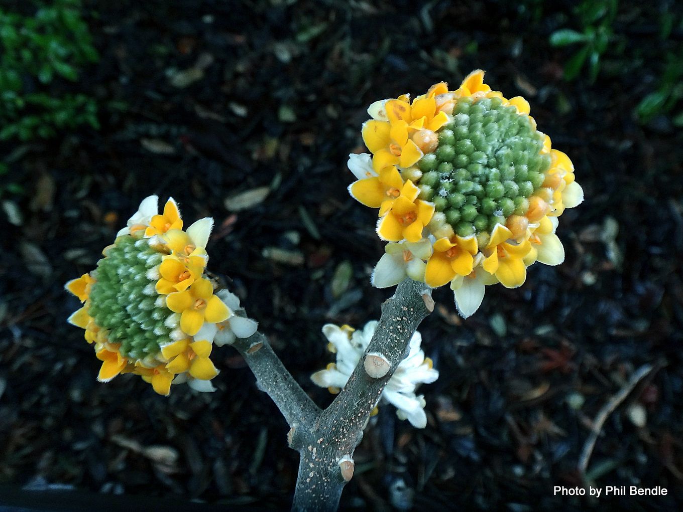 Phil Bendle Collection:Edgeworthia tomentosa (Oriental Paperbush ...
