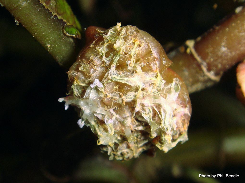 Phil Bendle Collection:Elatostema rugosum (Parataniwha) - CitSciHub