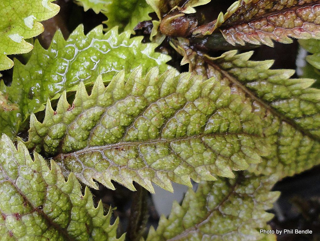 Phil Bendle Collection:Elatostema rugosum (Parataniwha) - CitSciHub