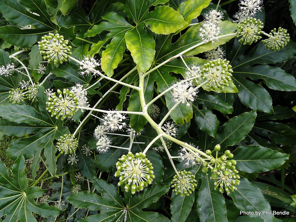 Phil Bendle Collection:Fatsia japonica (Japanese aralia) - CitSciHub