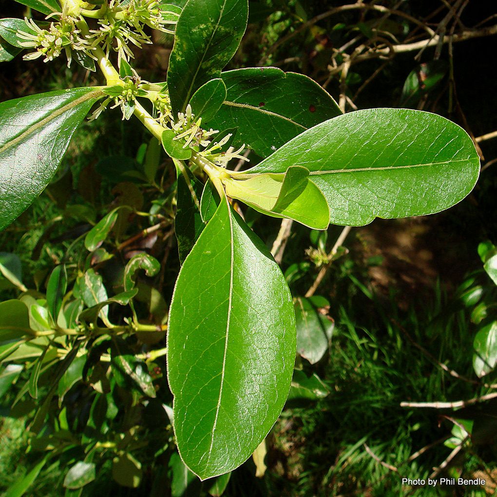 Phil Bendle Collection:Coprosma robusta (Karamu) - CitSciHub