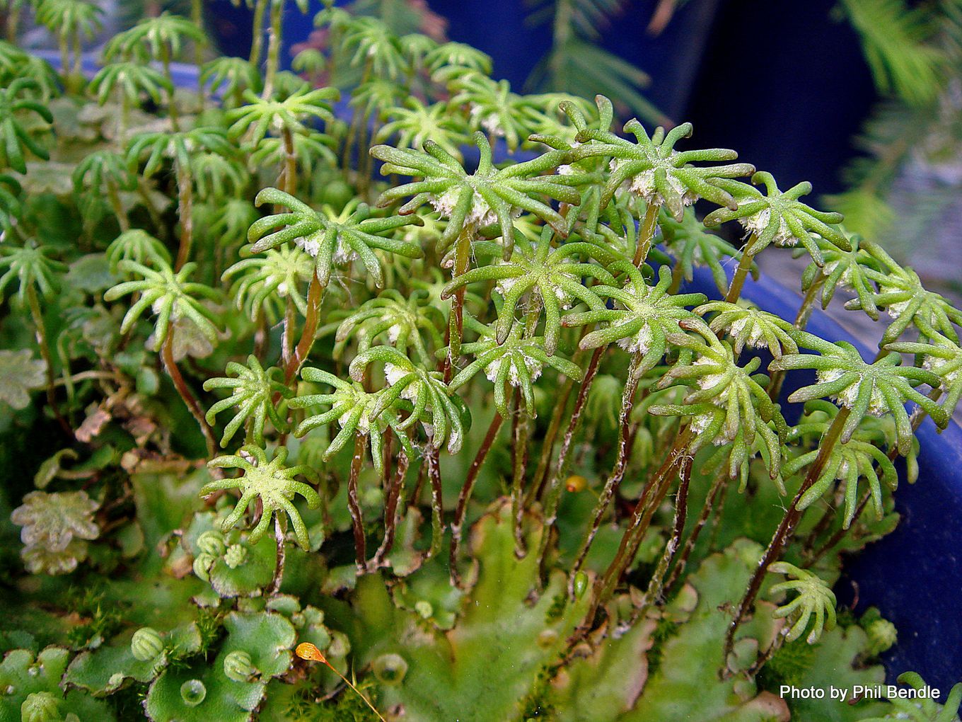 Phil Bendle Collection:Marchantia polymorpha (Common liverwort) - CitSciHub