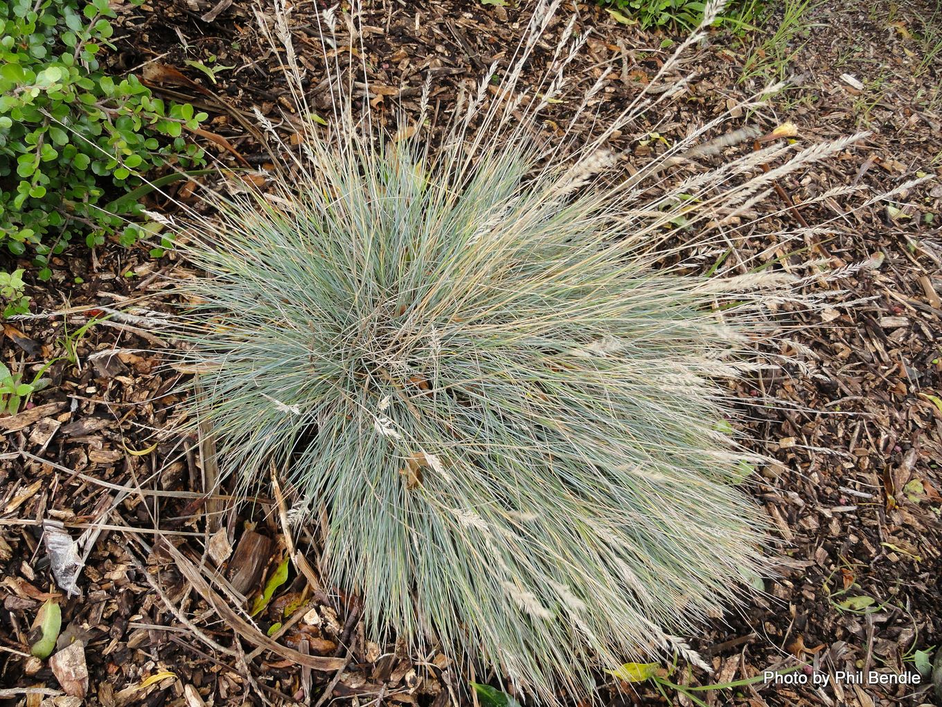 Phil Bendle Collection:Festuca coxii (Cox’s fescue) Native - CitSciHub