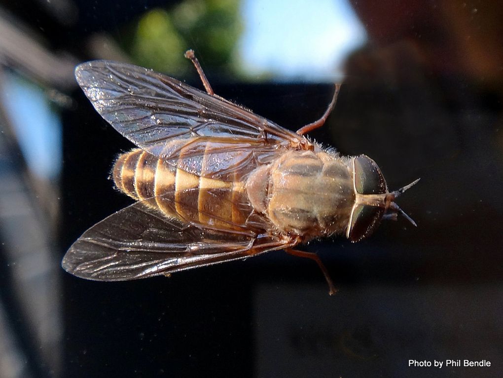 Phil Bendle Collection:Fly (Horse fly) Family Tabanidae - CitSciHub