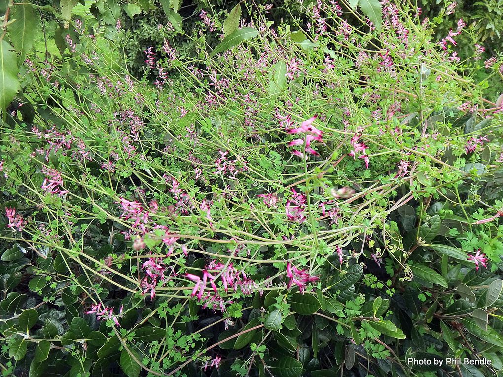Phil Bendle Collection:Fumaria muralis (Scrambling Fumitory) - CitSciHub