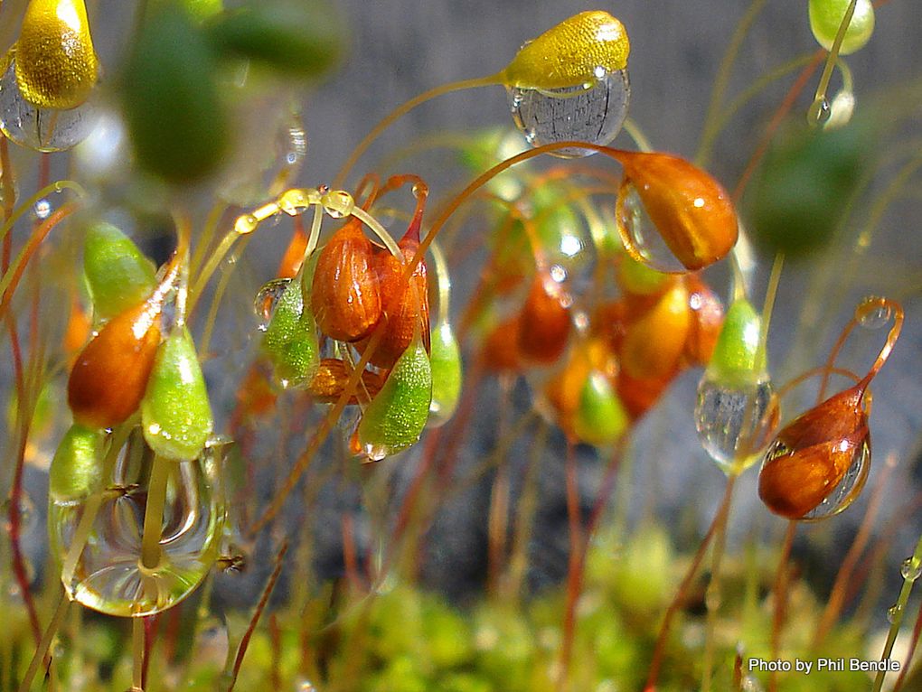 Phil Bendle Collection:Funaria hygrometrica - CitSciHub