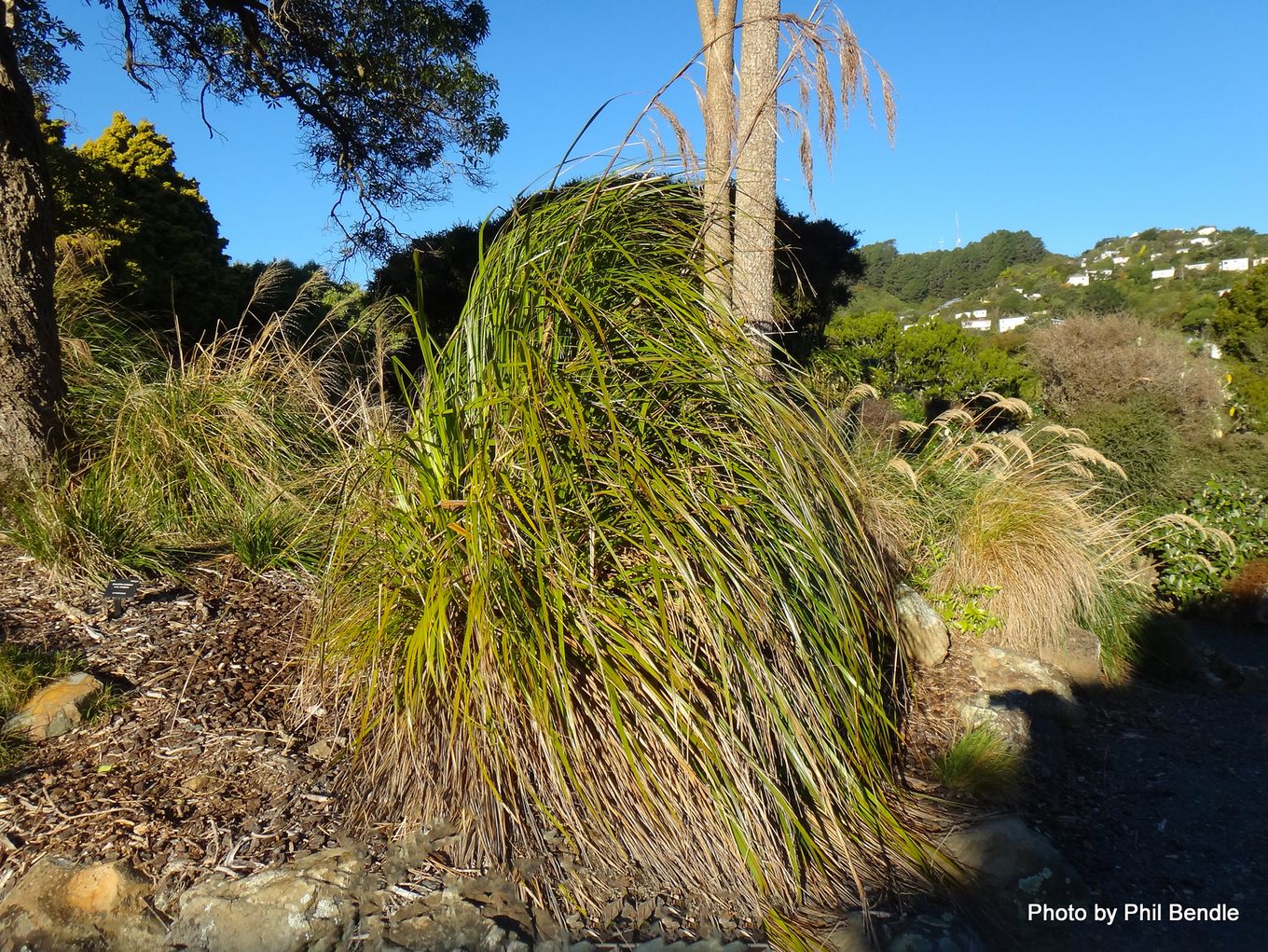 Phil Bendle Collection:Gahnia xanthocarpa (Giant cutty grass, Mapere ...
